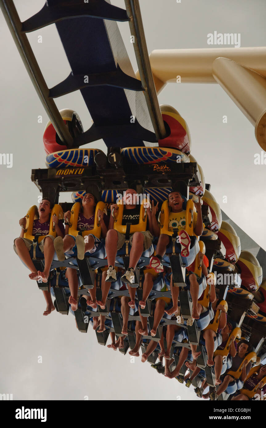 busch gardens tampa florida montu roller coaster Stock Photo - Alamy