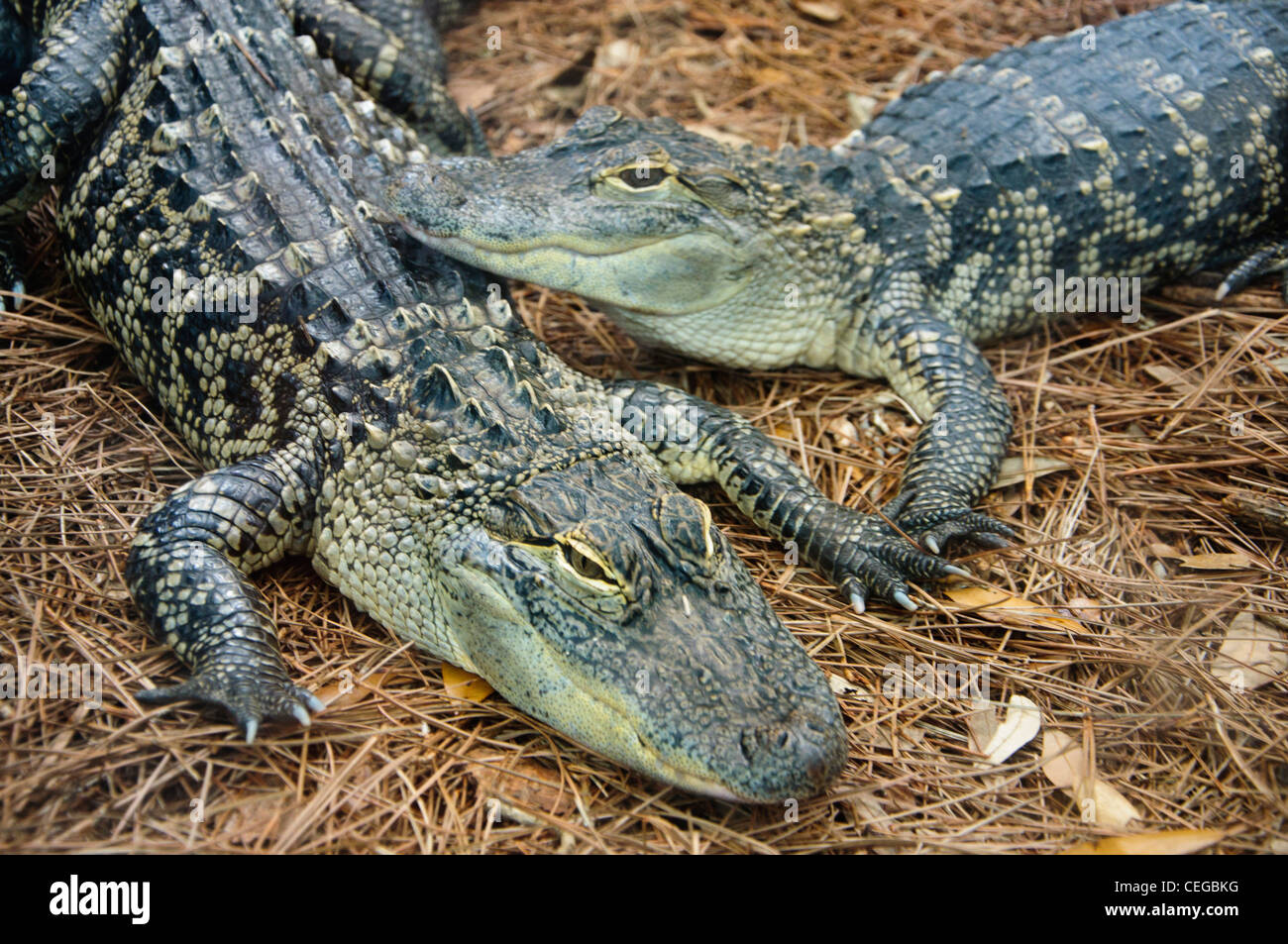 gators orlando florida Stock Photo - Alamy