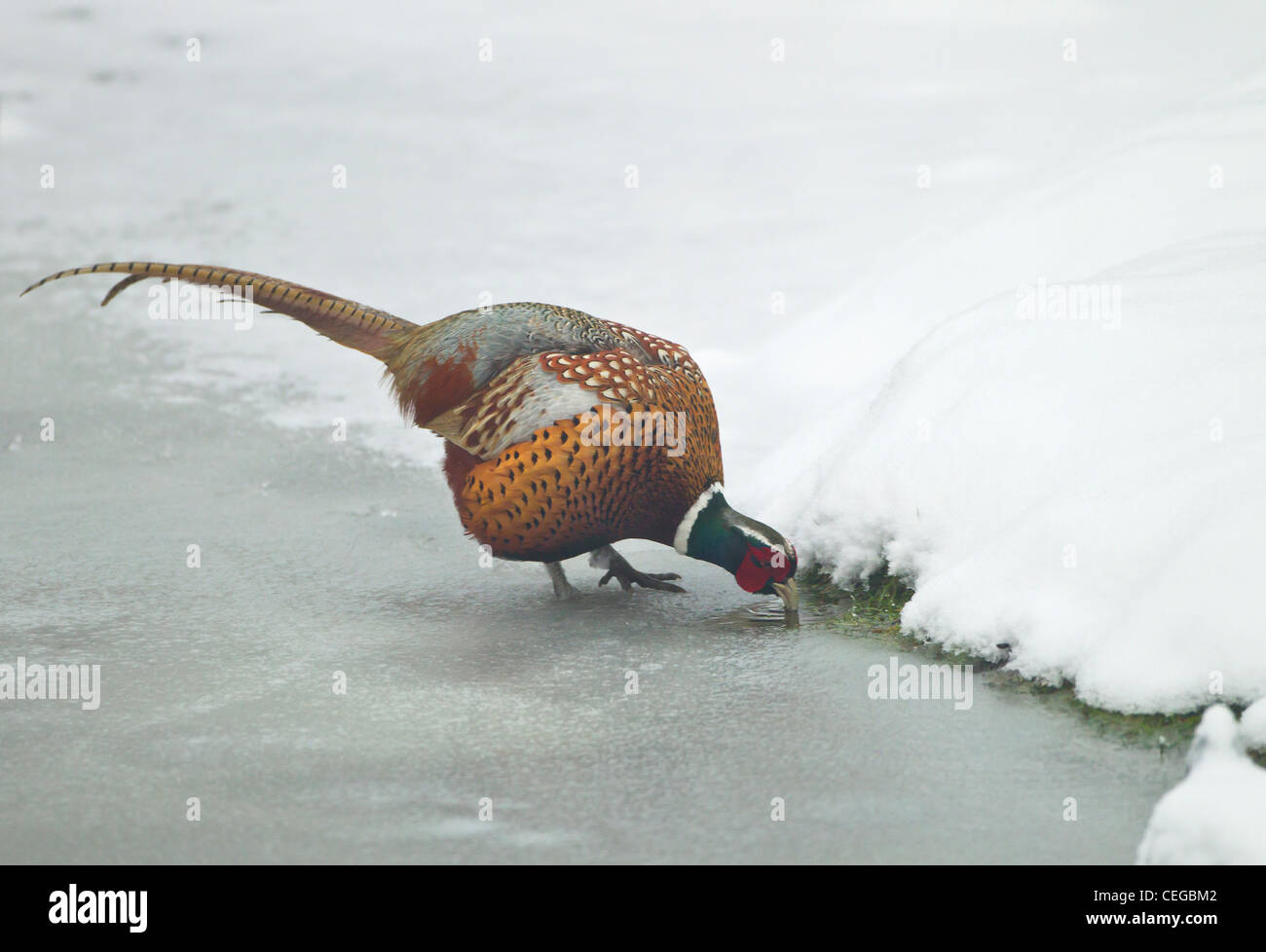Pheasant Male Phasianus colchicus drinking water from small crack on ...