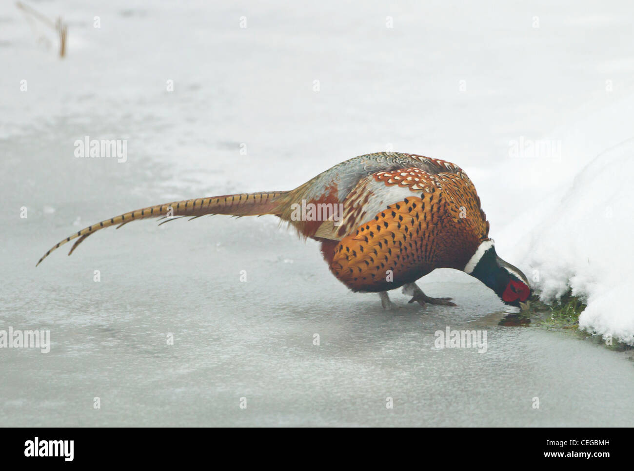 Pheasant Male Phasianus colchicus drinking water from small crack on ...