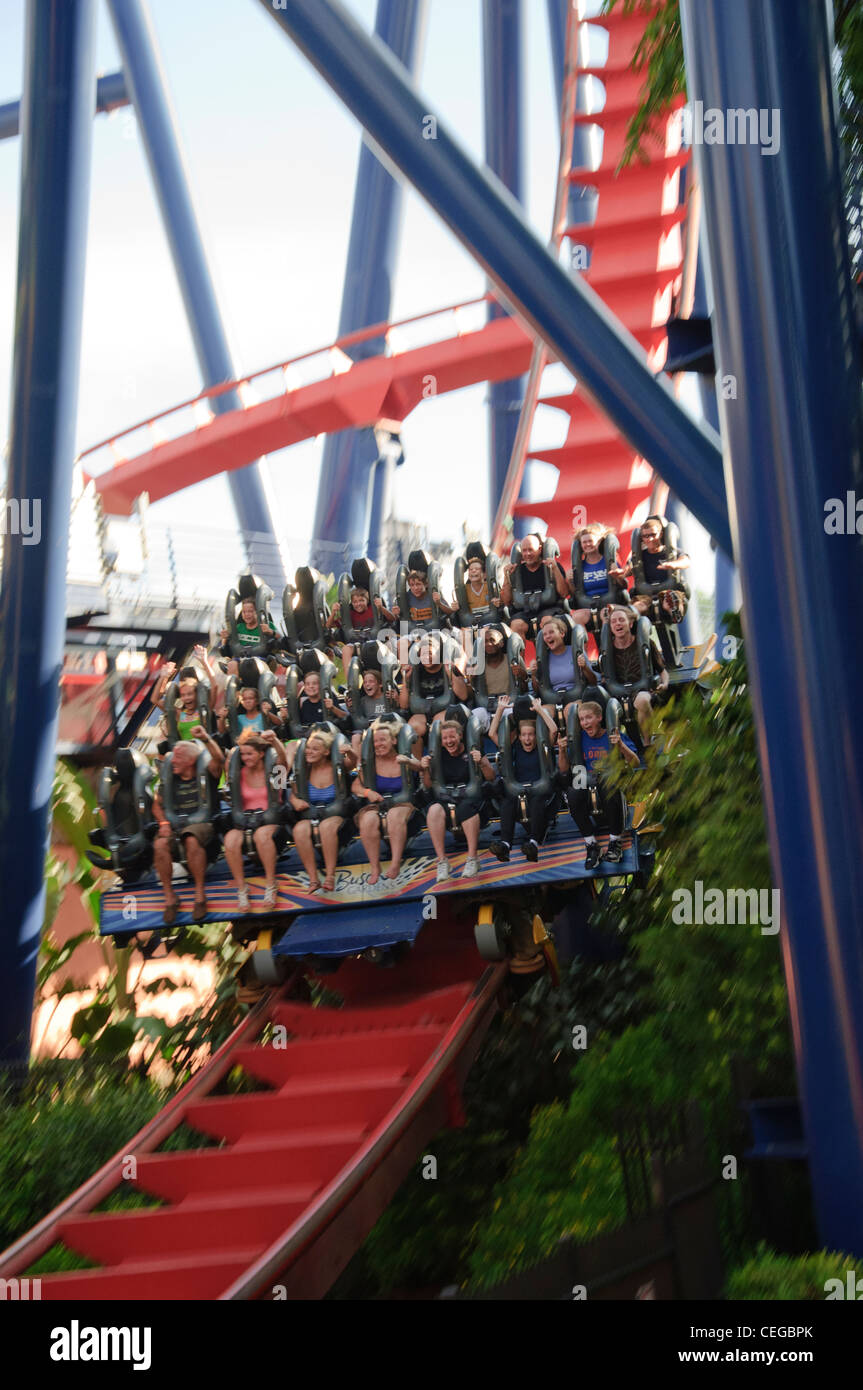 busch gardens tampa florida sheikra diving roller coaster Stock Photo ...