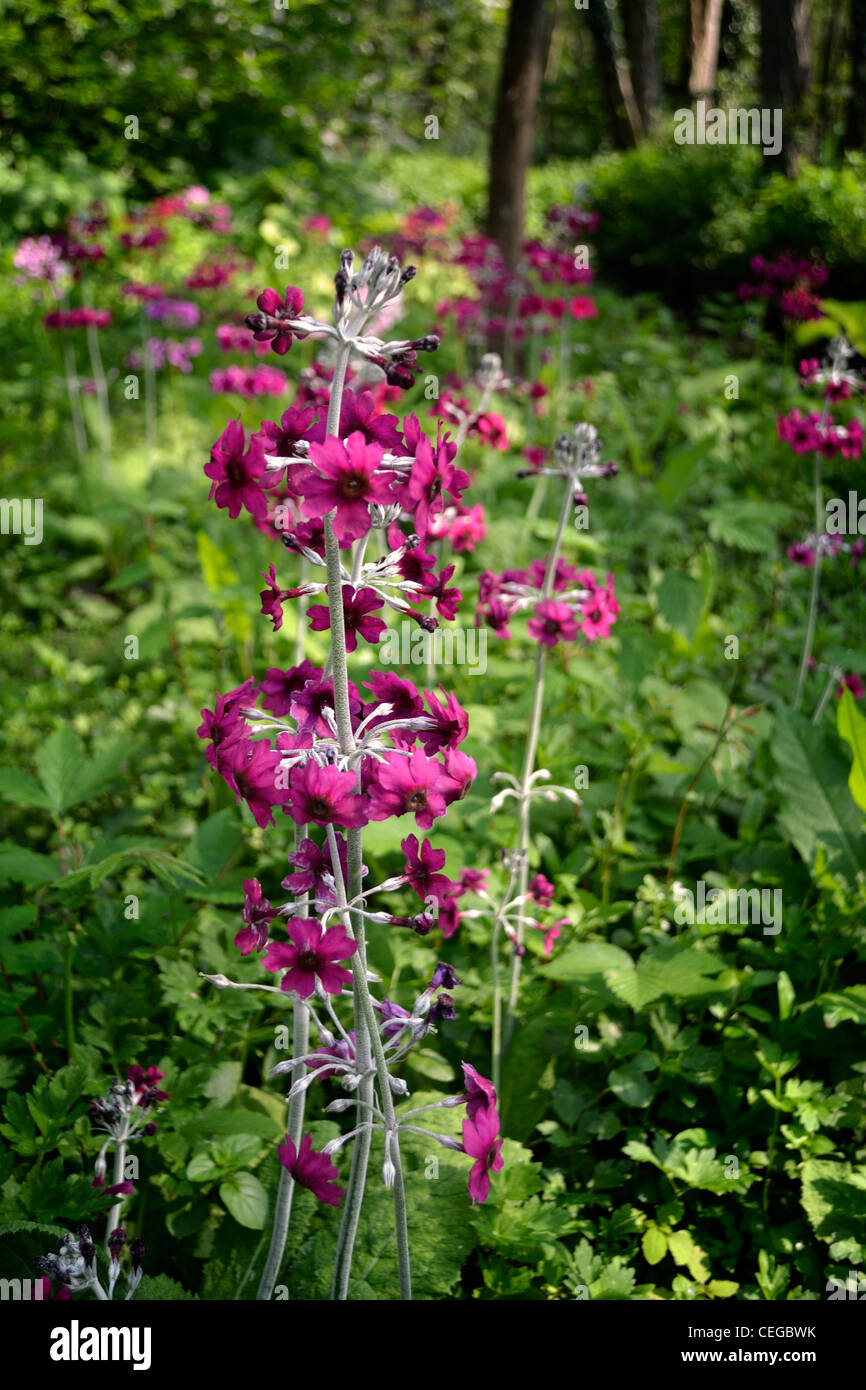 Candelabra Primula Wilsonii Stock Photo - Alamy