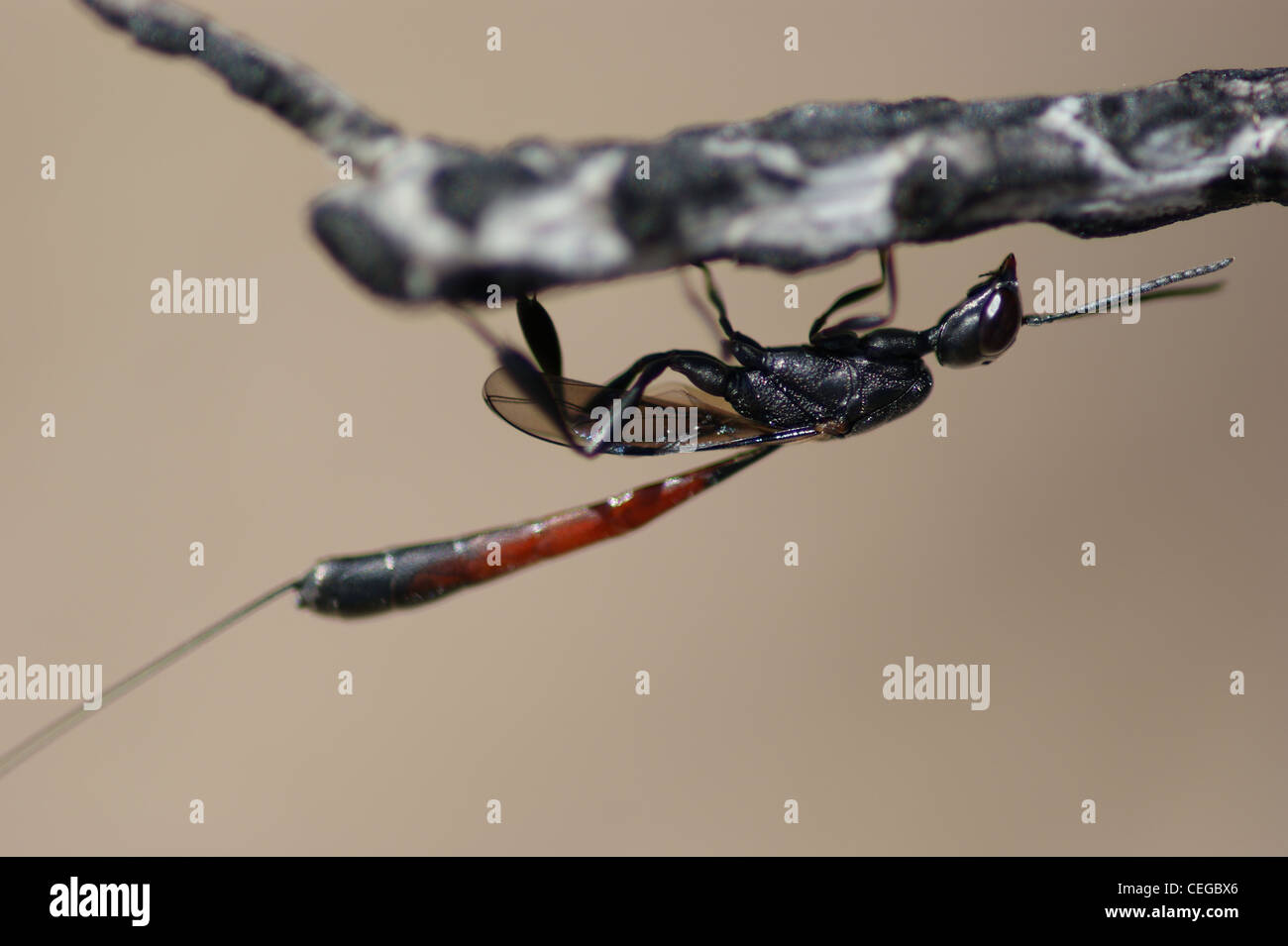 Gasteruption hi-res stock photography and images - Alamy