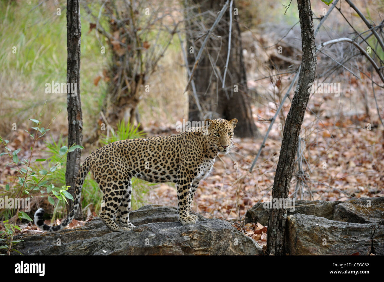 Leopard trees hi-res stock photography and images - Alamy