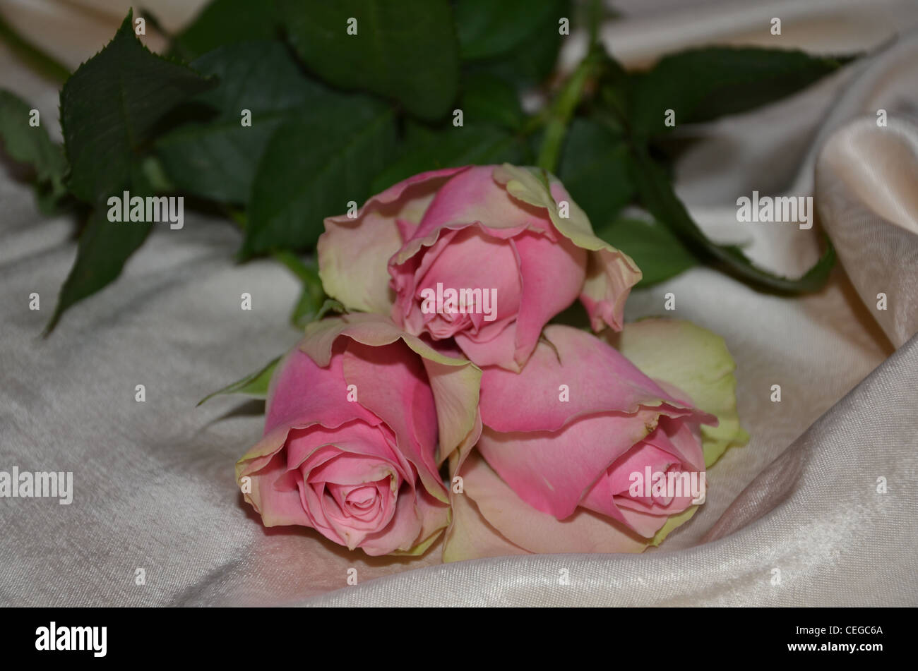 Three pink roses Stock Photo - Alamy