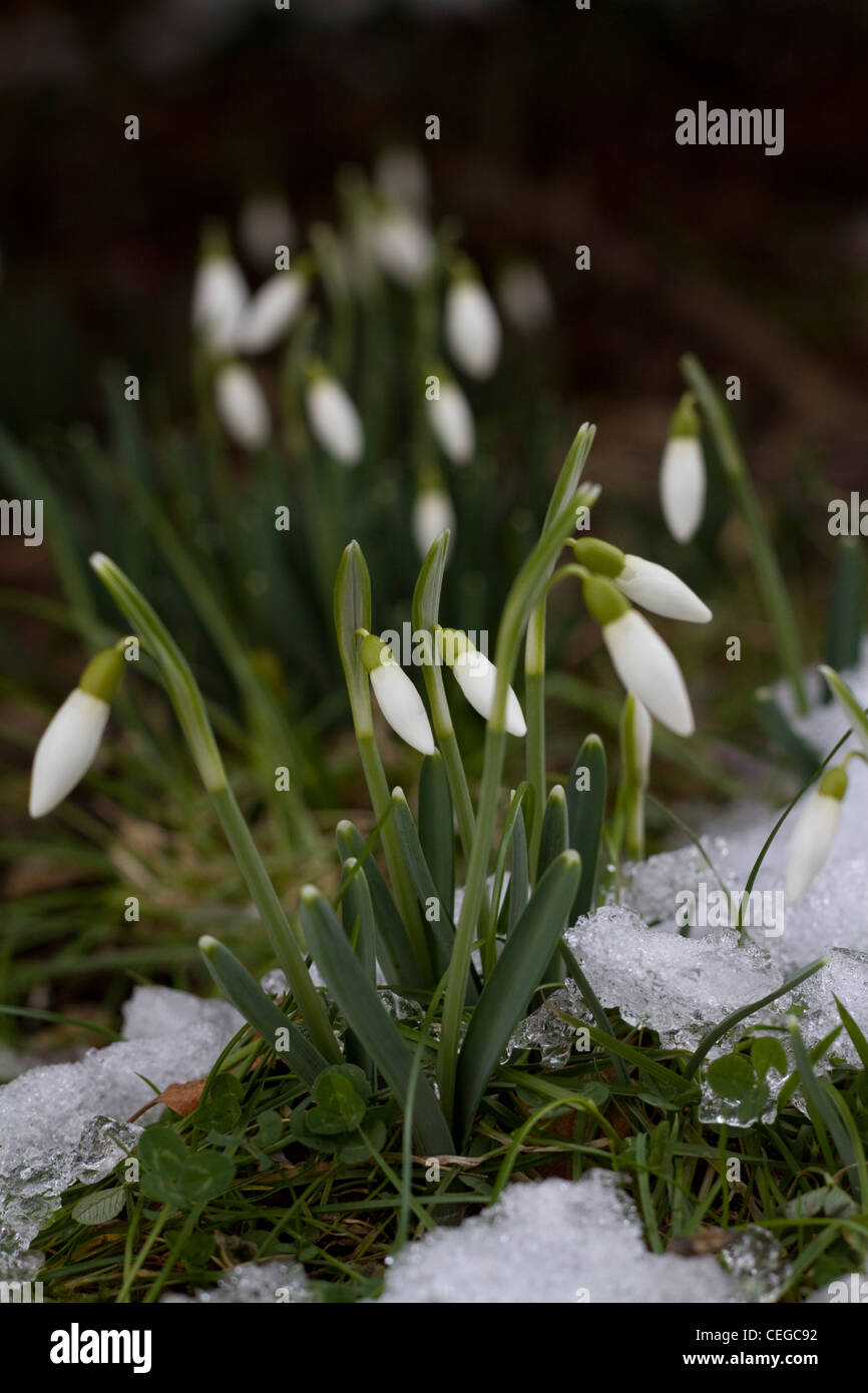 A cluster of new snowdrops, with unopened buds, in snow Stock Photo - Alamy