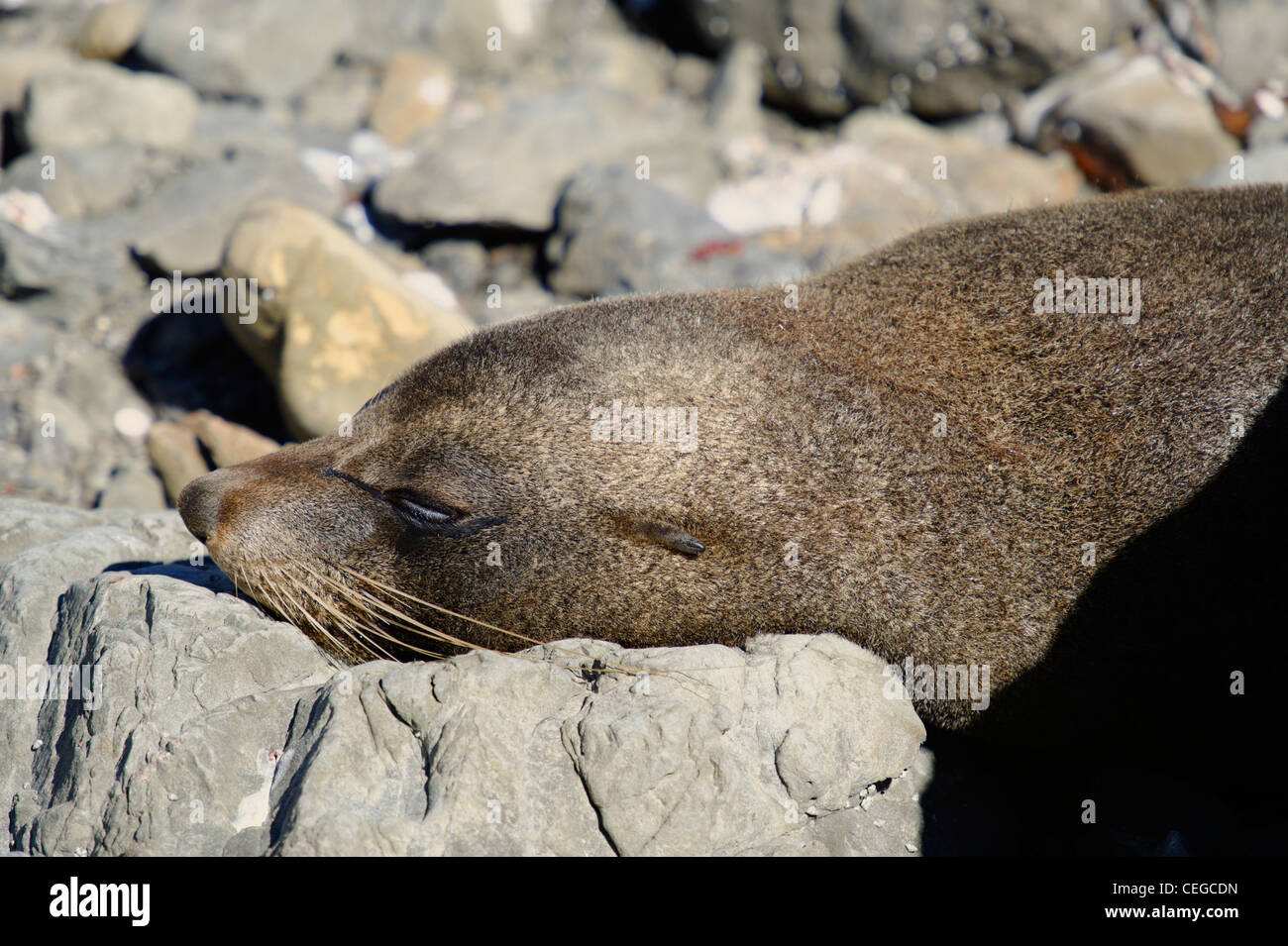 Peaceful colony hi-res stock photography and images - Alamy