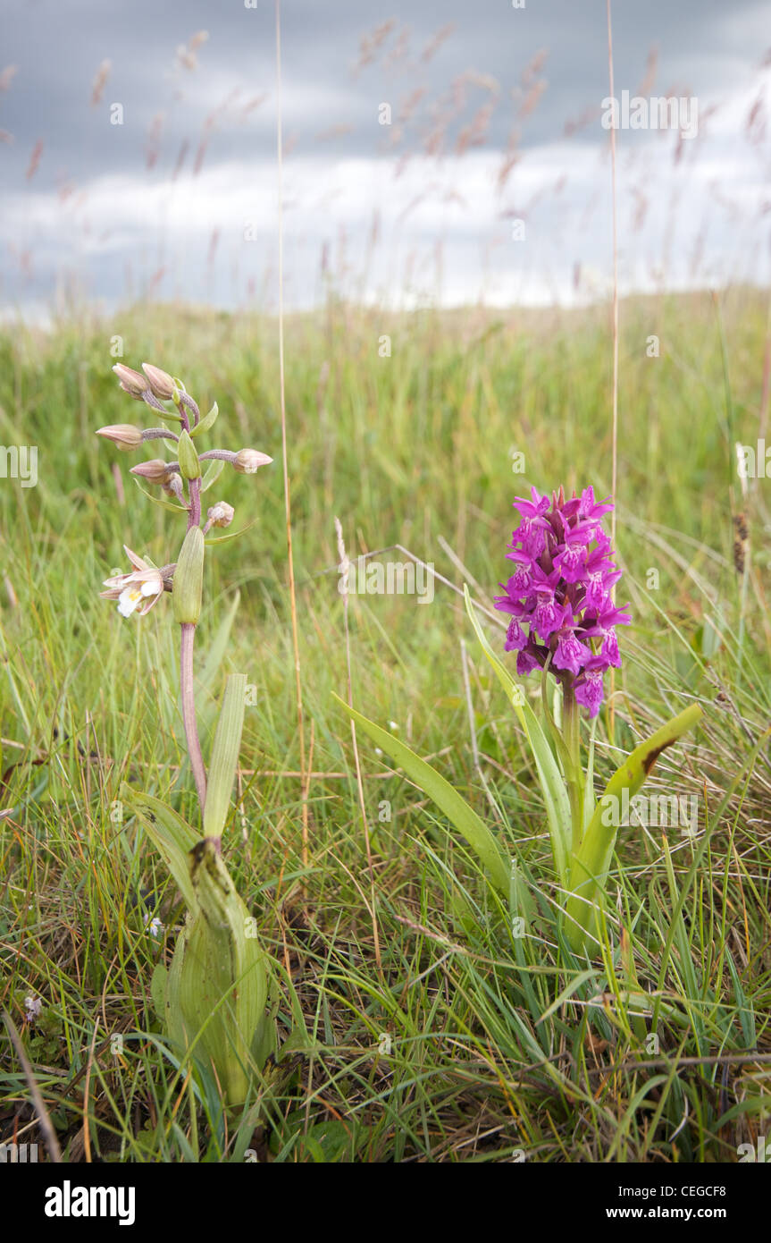 Dune Helleborine Epipactis Dunensis High Resolution Stock Photography and Images - Alamy