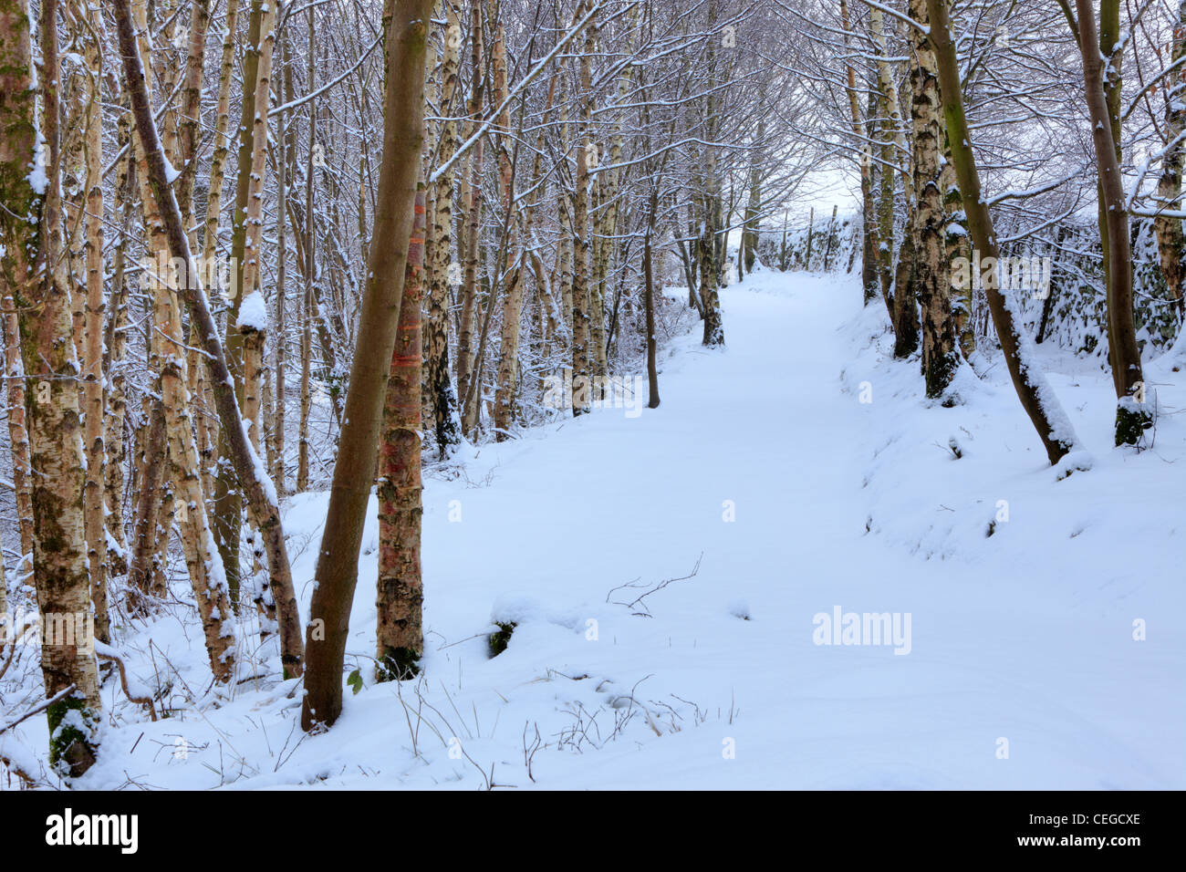 Snow covers the trees and forest floor at Strid Wood, Barden ...