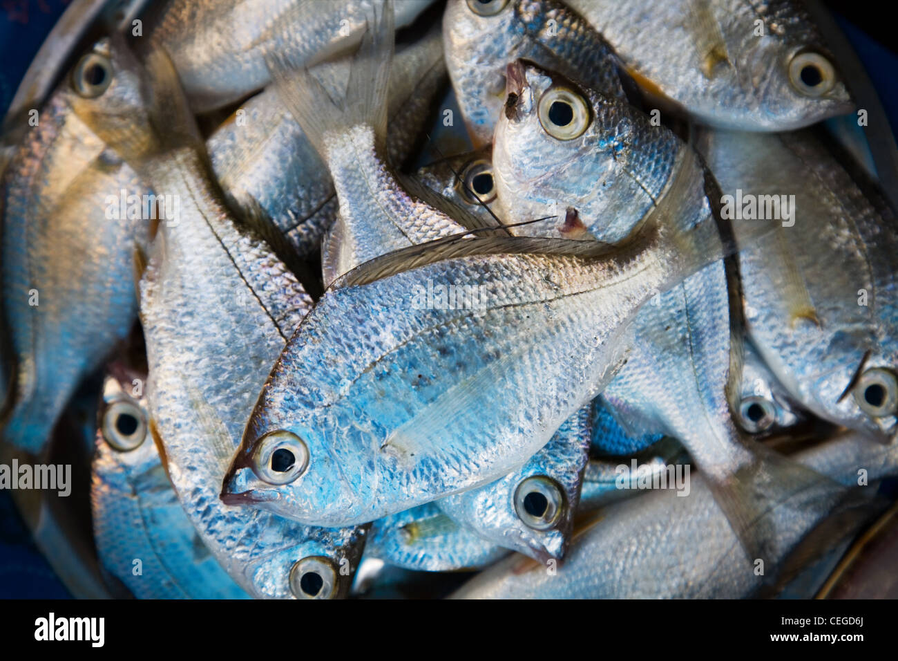 Fort cochin fish market india hi-res stock photography and images - Alamy