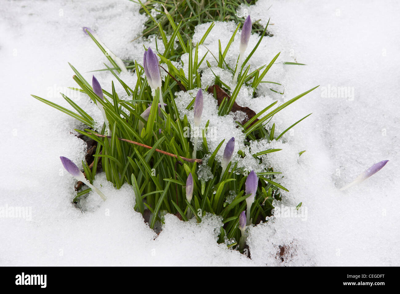 Crocus buds showing through the last of the winter snow Stock Photo - Alamy