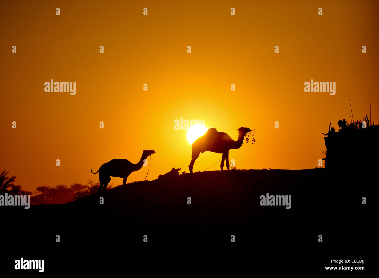 Egypt camels sunset hi-res stock photography and images - Alamy
