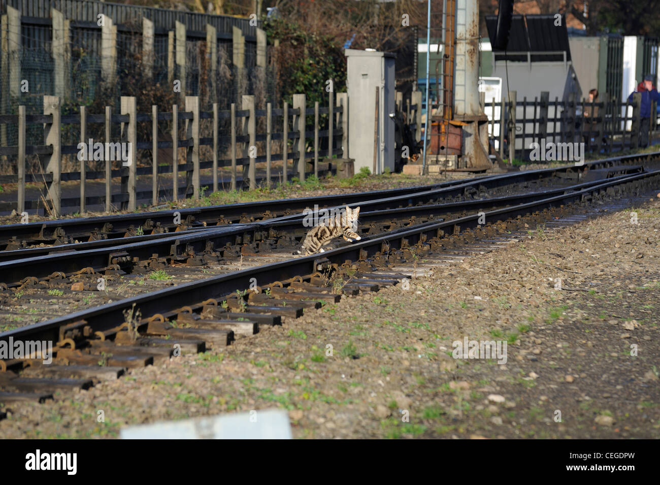 a stray cat crossing railway lines england uk Stock Photo - Alamy