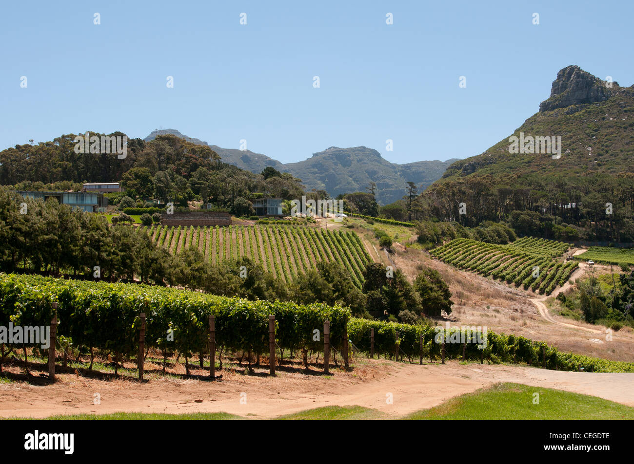 Constantia Valley vines in the Western Cape South Africa Stock Photo ...