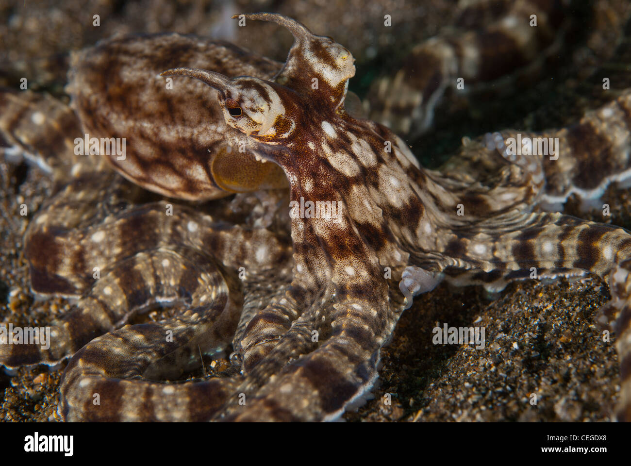 A mimic octopus (thaumoctopus mimicus) goes around to look for foods ...
