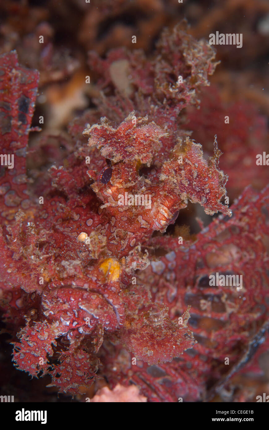 Pink weedy scorpionfish rhinopias frondosa High Resolution Stock ...