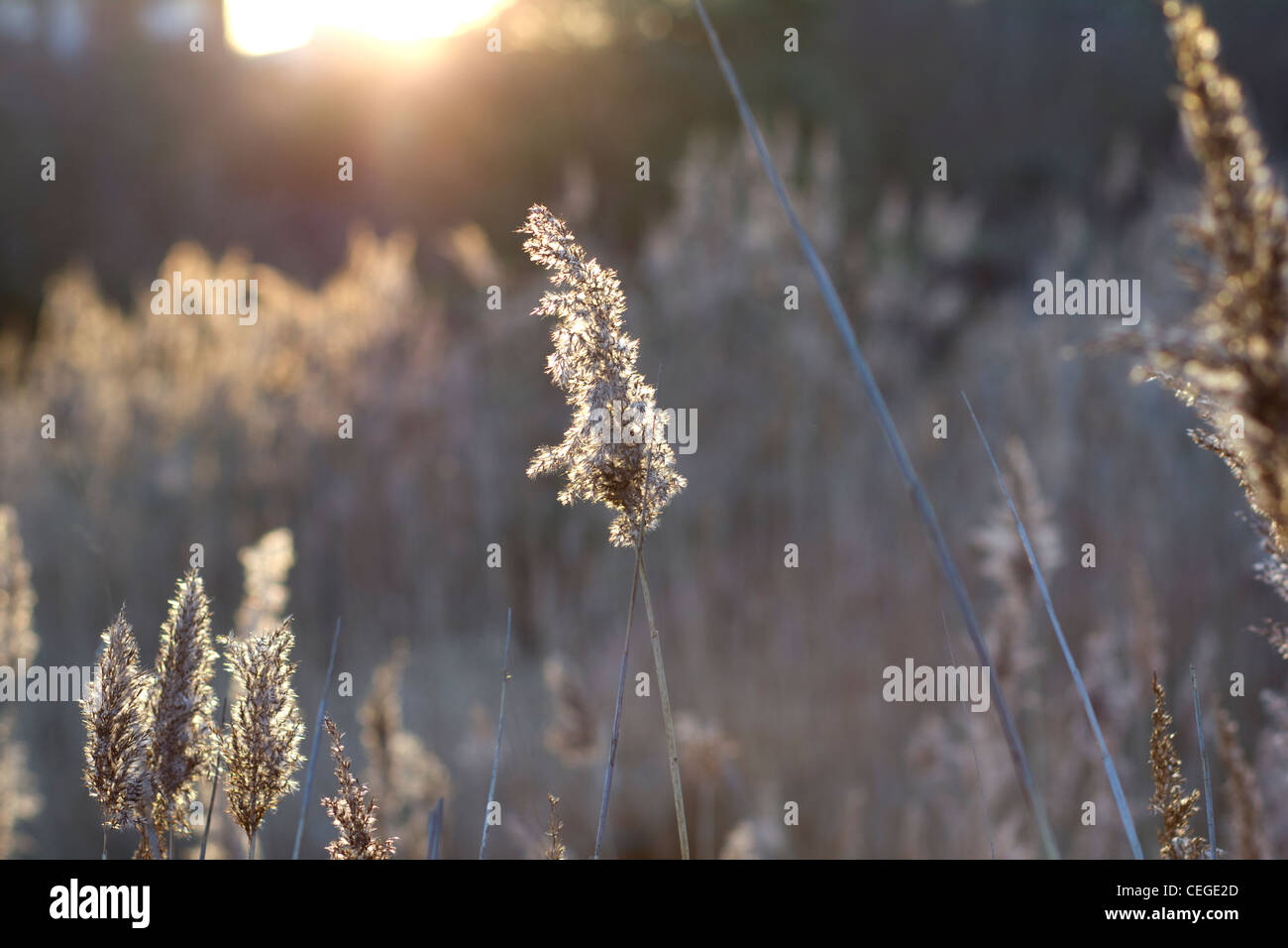 Reeds in Sunset Stock Photo - Alamy