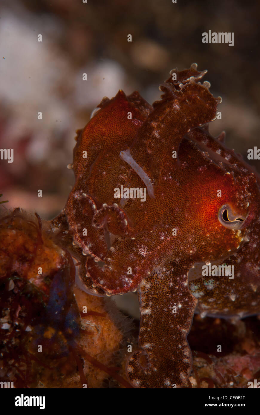 This Juvenile cuttlefish has got a very tiny juvenile nudibranch moving ...