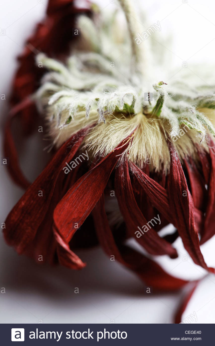 Limp Flower Stock Photos & Limp Flower Stock Images - Alamy