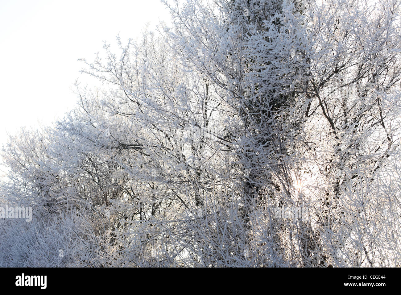 Trees with frost on Stock Photo - Alamy
