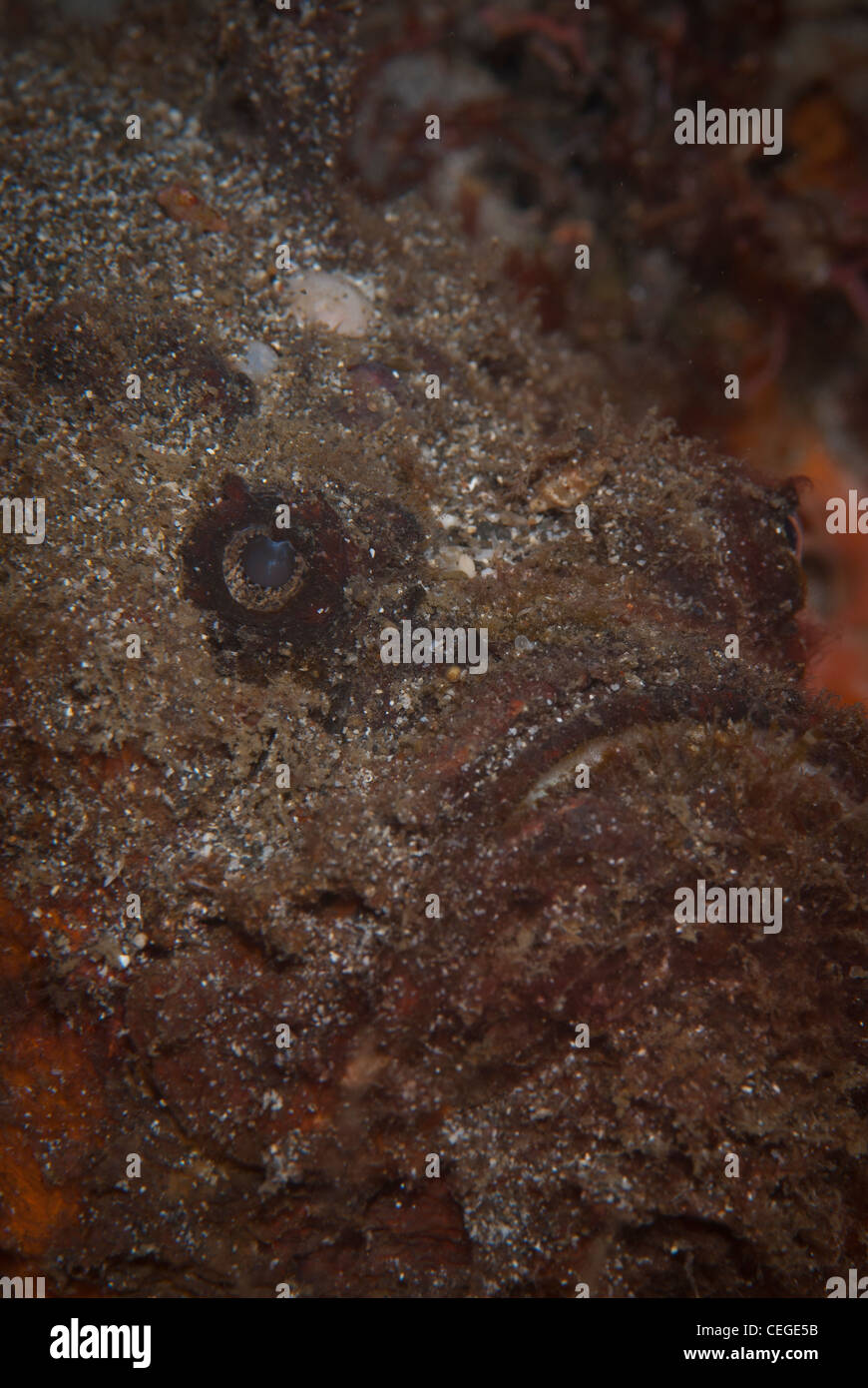 A Stonefish (Synanceia Verrucosa) portrait, taken in Lembeh Strait ...
