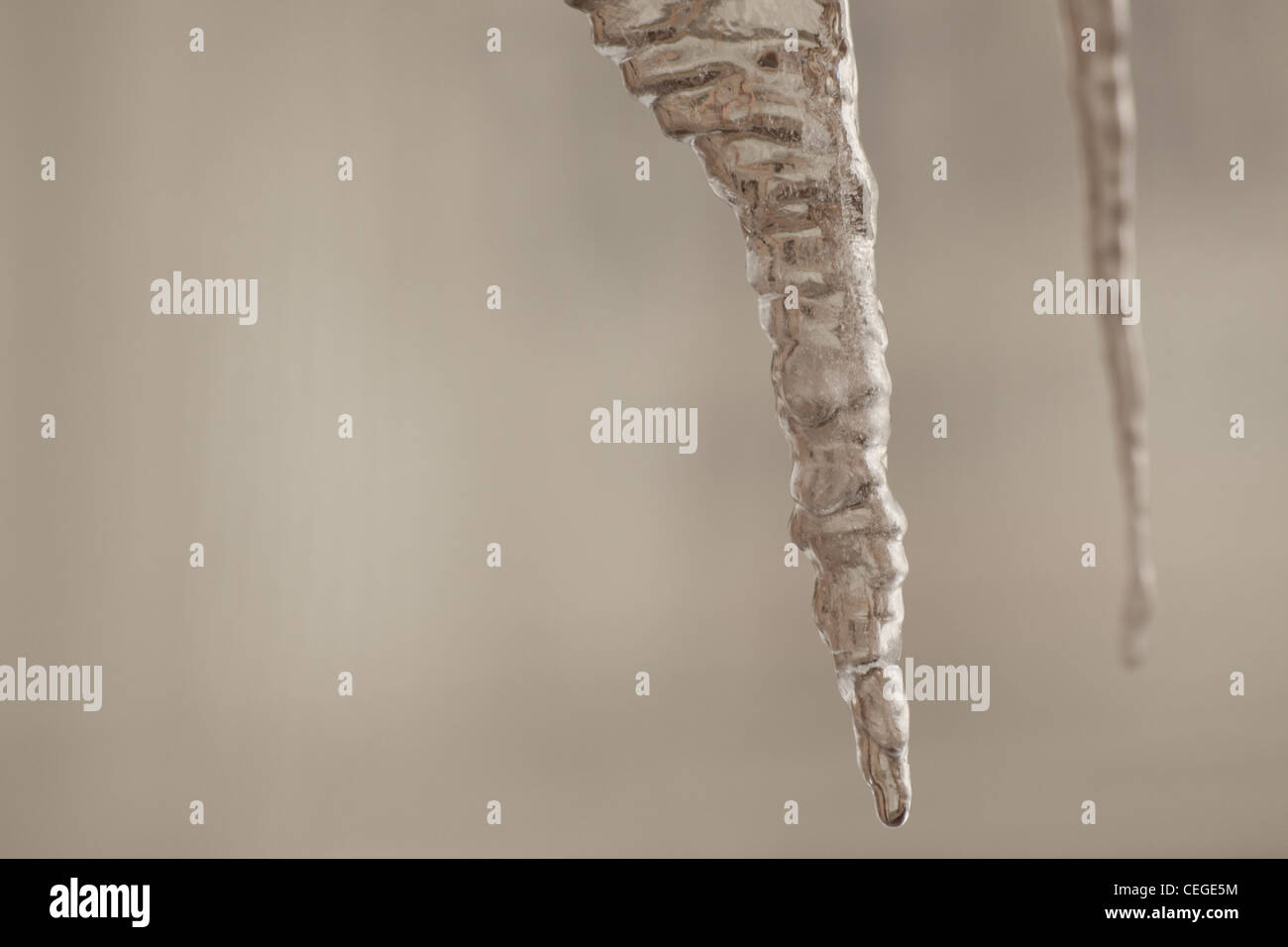 Icicles hanging from tree branches hi-res stock photography and images ...