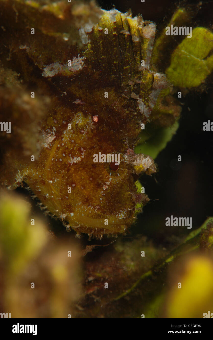 Little fish under leaf hi-res stock photography and images - Alamy