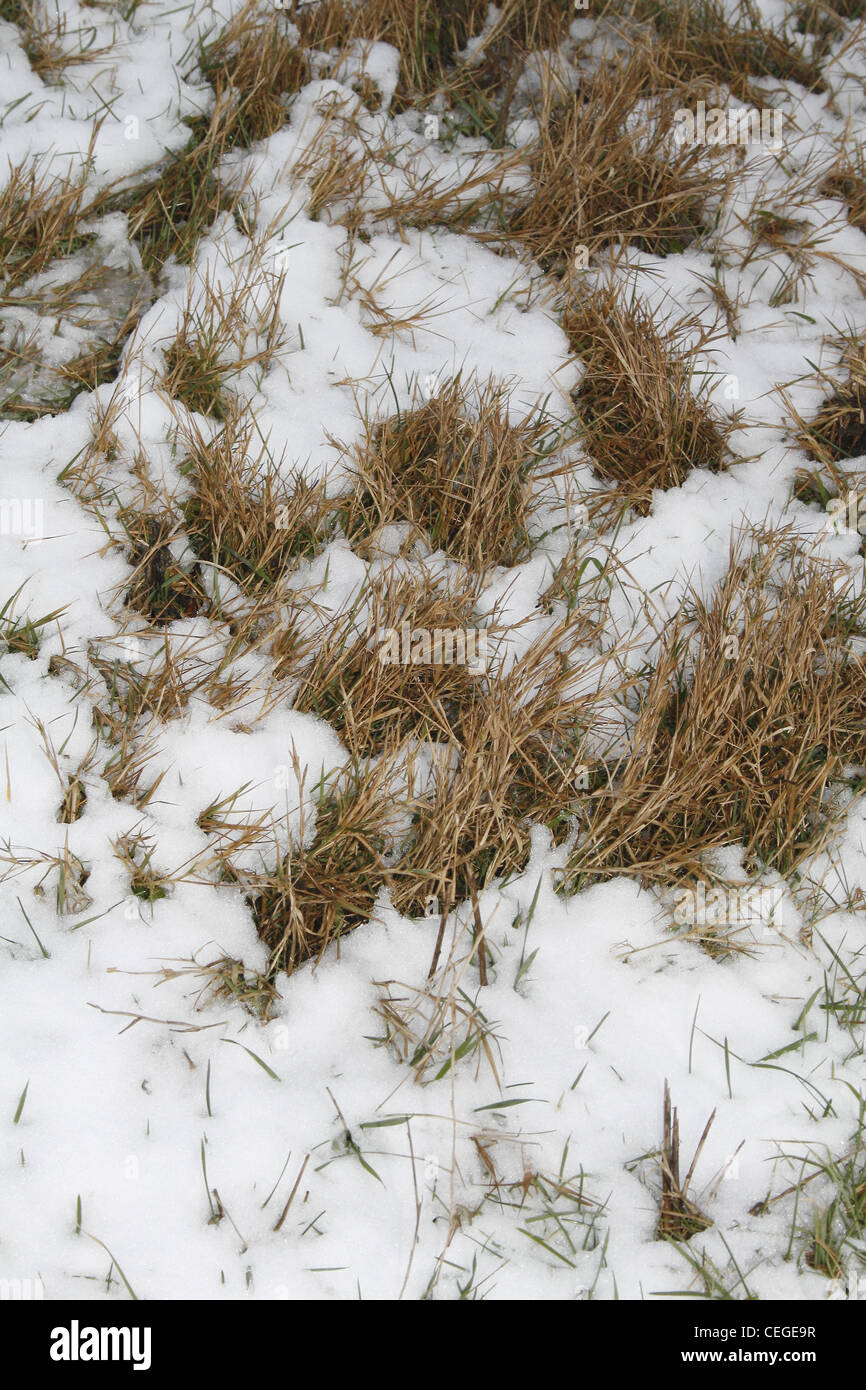 Dieing Grass High Resolution Stock Photography and Images - Alamy