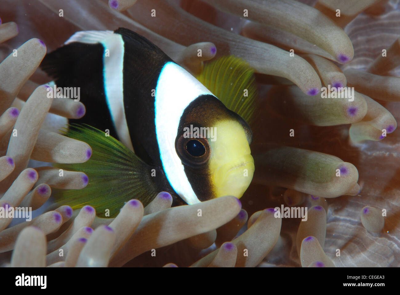 A Clark anemonefish (Amphiprion clarkii) lives in an anemone with ...