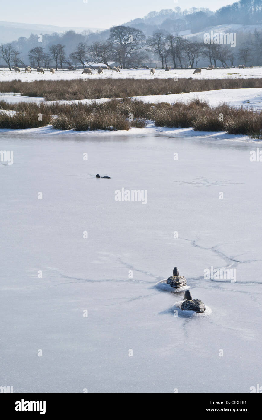 Frozen ducks hi-res stock photography and images - Alamy