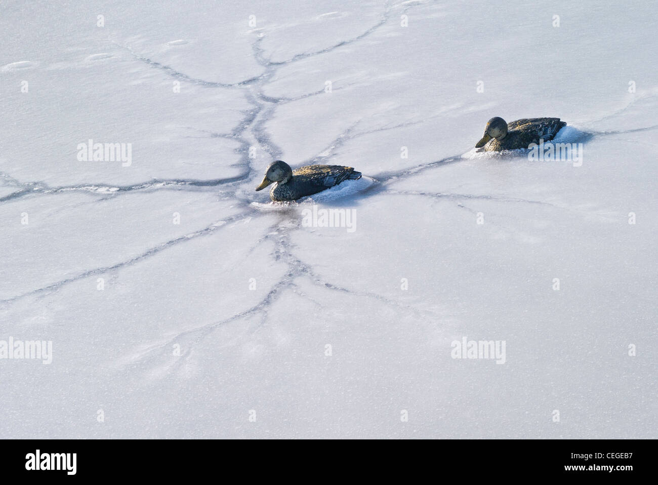 Ducks Frozen On A Pond Stock Photo - Alamy
