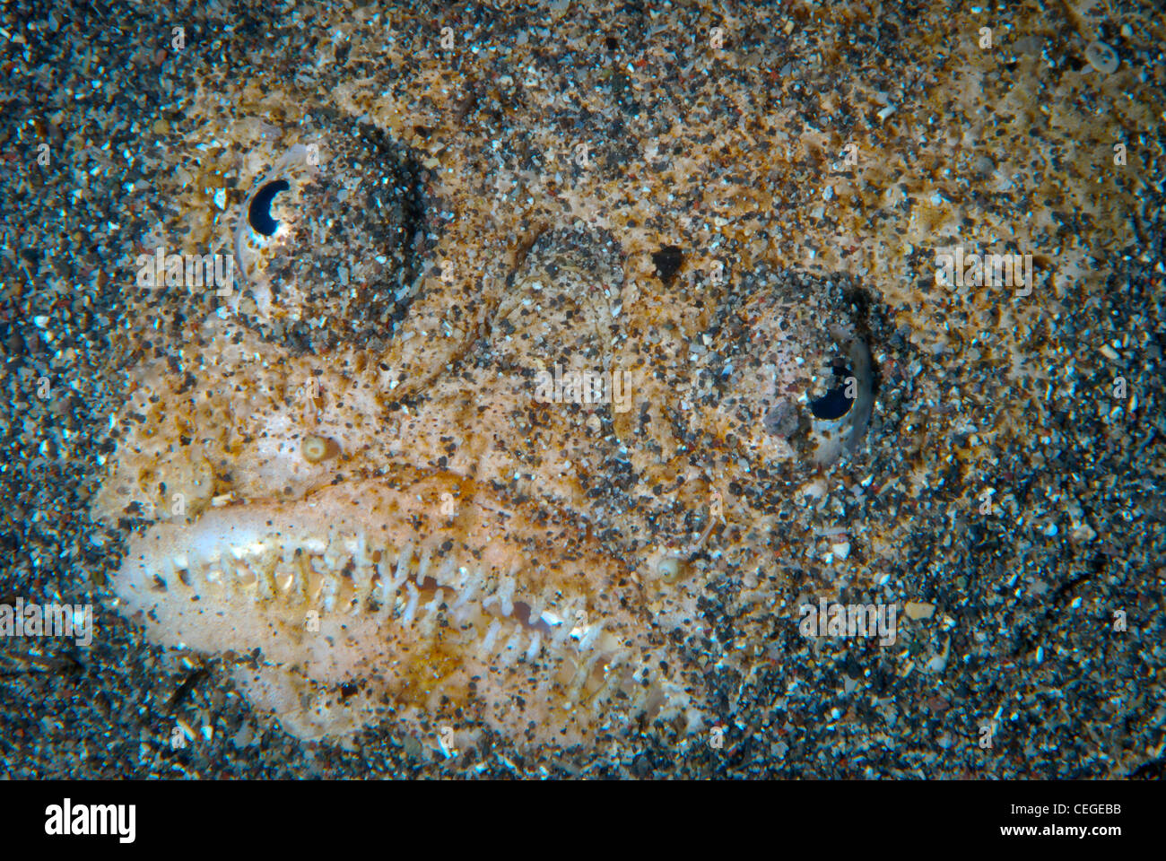 Stargazer fish uranoscopus sulphureus hides hi-res stock photography ...