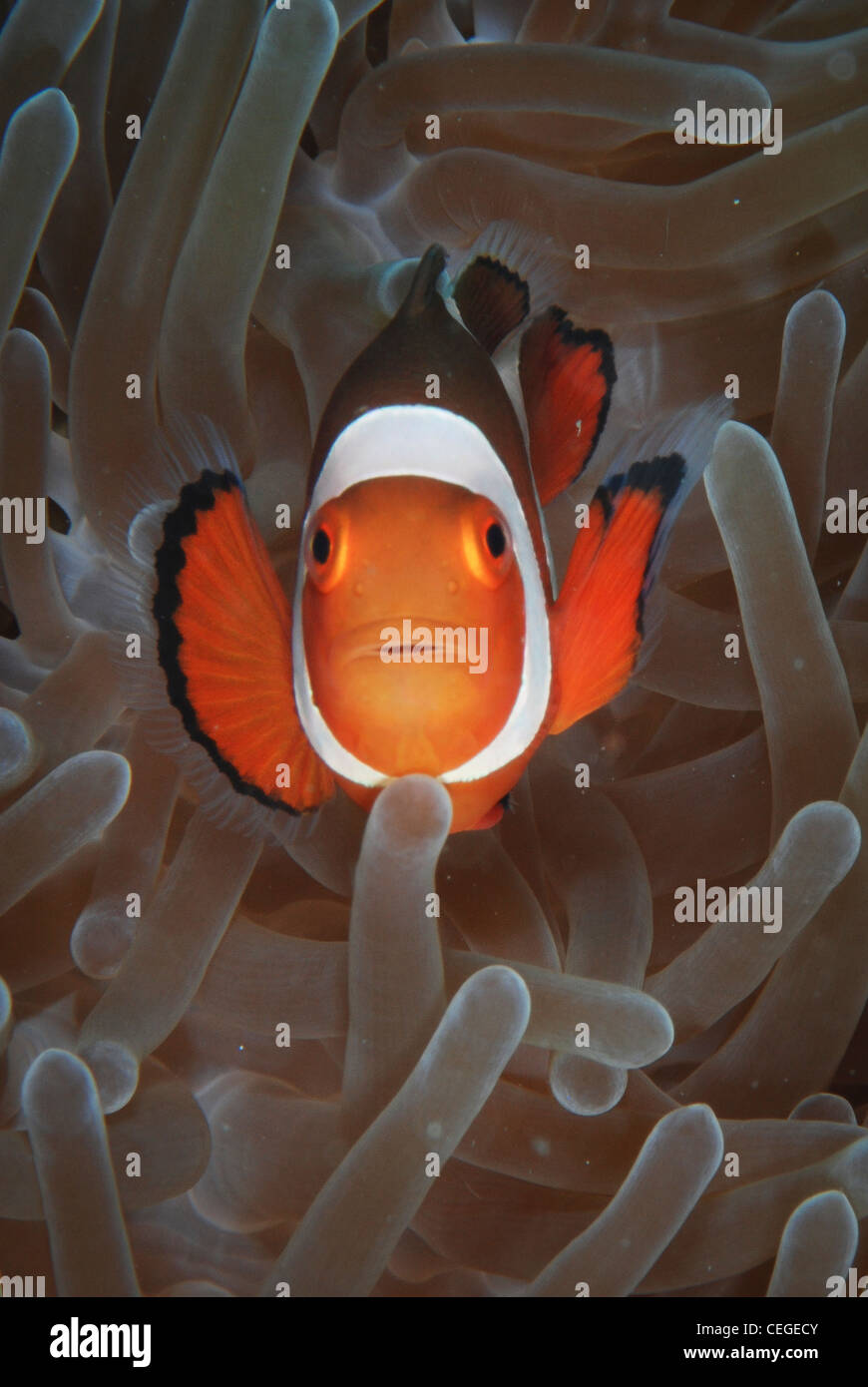 clownfish (nemo) lives in their anemones. Bunaken Marine Park ...