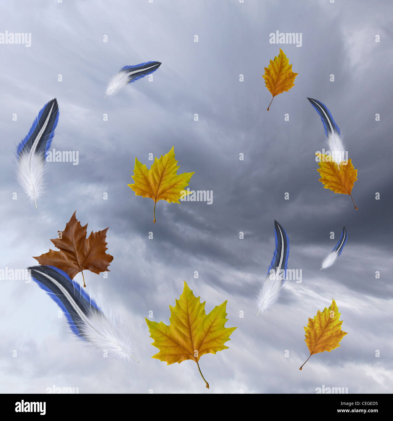 Whirlwind wallpaper with feathers and autumn leaves on a dark cloudy ...