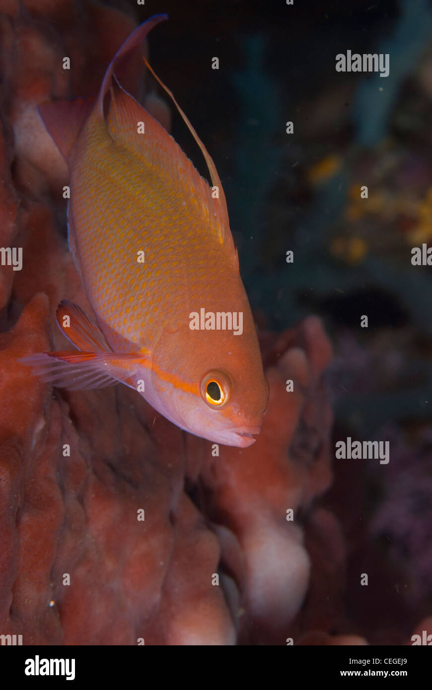 Anthias a small fish that lives in groups and find shelters in the ...