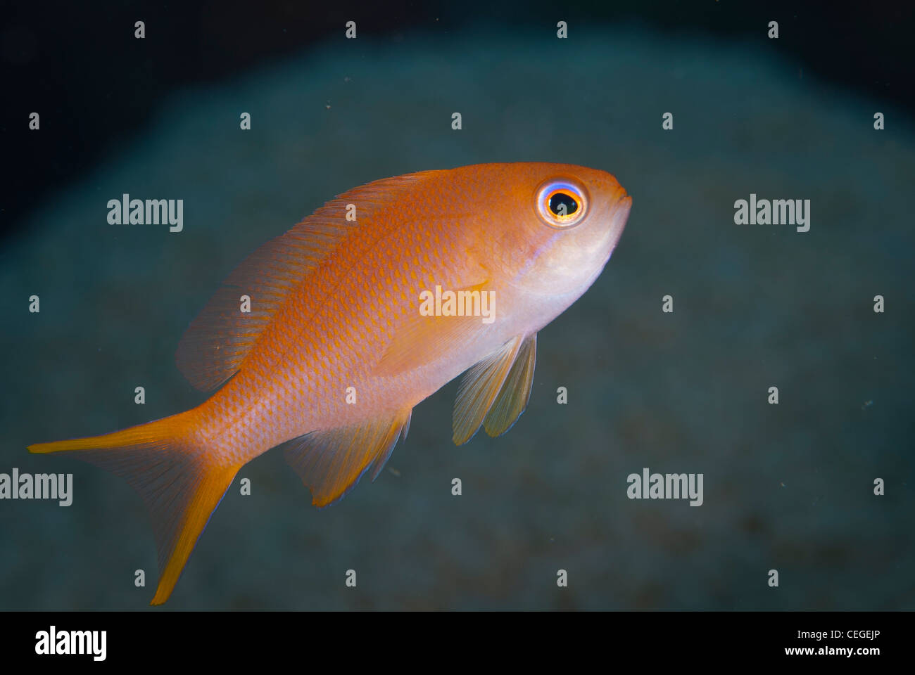 Anthias a small fish that lives in groups and find shelters in the ...