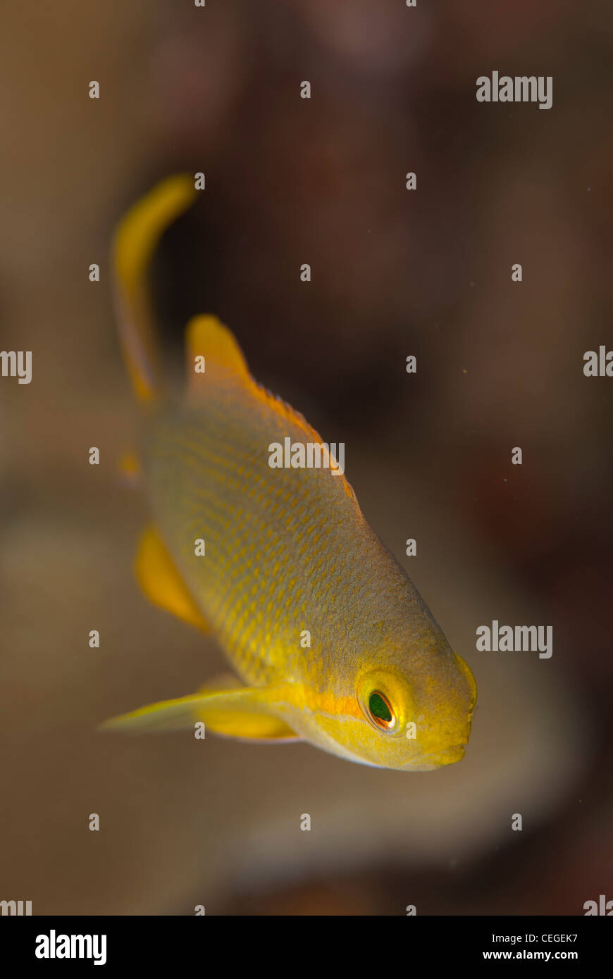 Anthias a small fish that lives in groups and find shelters in the ...