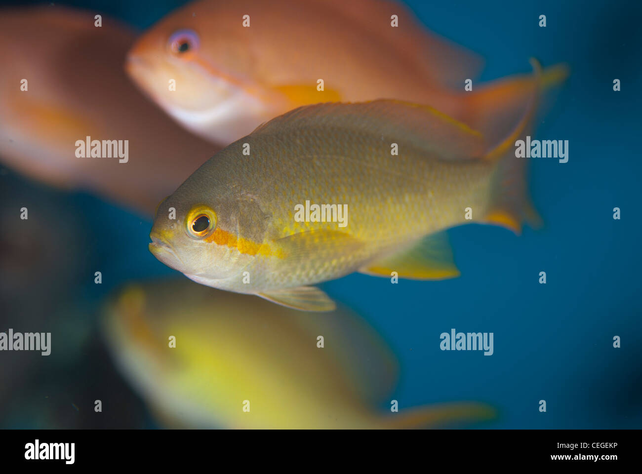 Anthias a small fish that lives in groups and find shelters in the ...