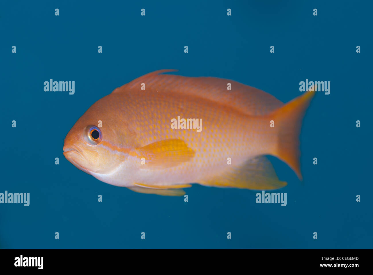Anthias a small fish that lives in groups and find shelters in the ...