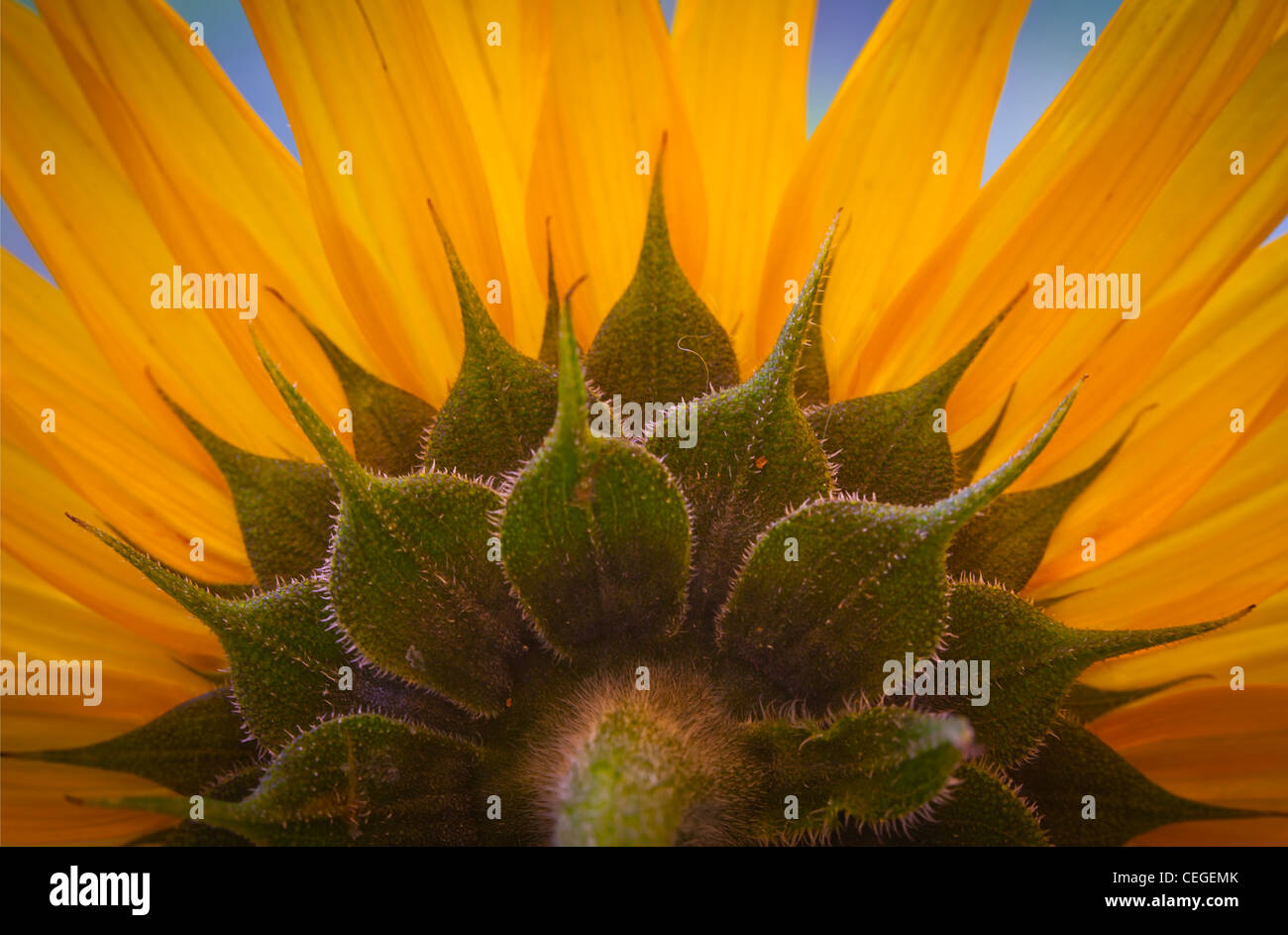 Sunflower sunburst hi-res stock photography and images - Alamy