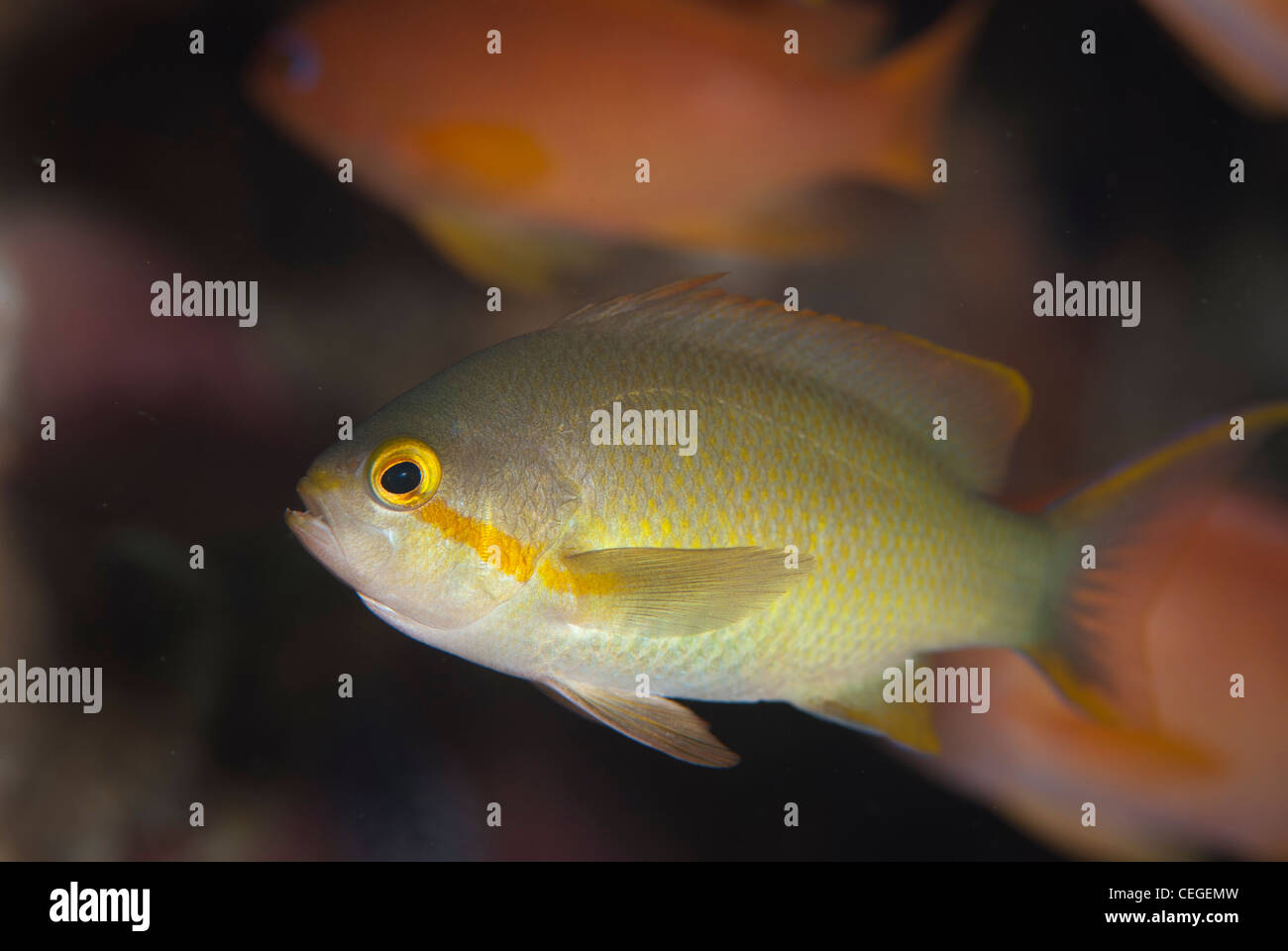 Anthias a small fish that lives in groups and find shelters in the ...