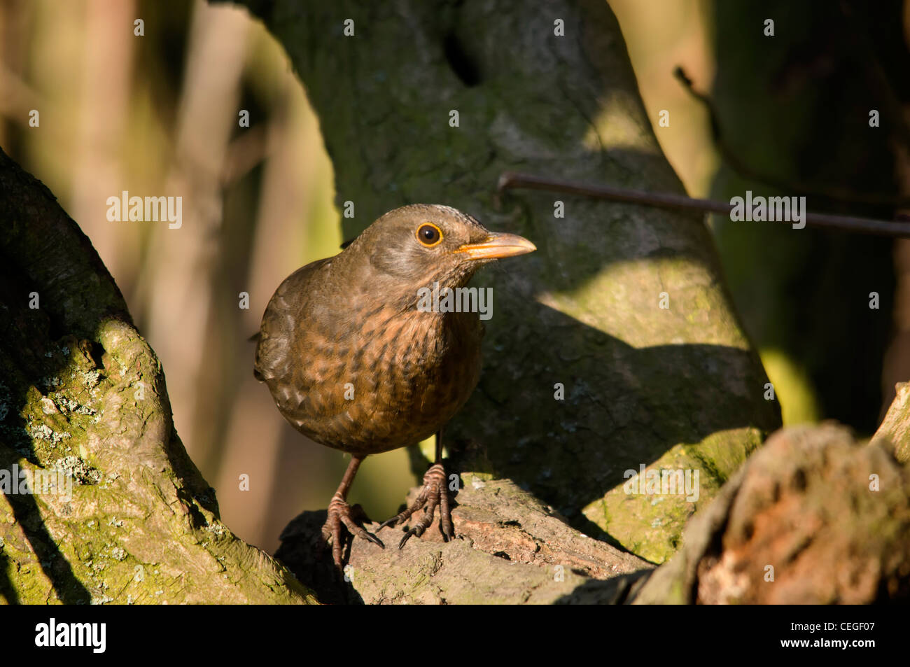 Female blackbird detail hi-res stock photography and images - Alamy