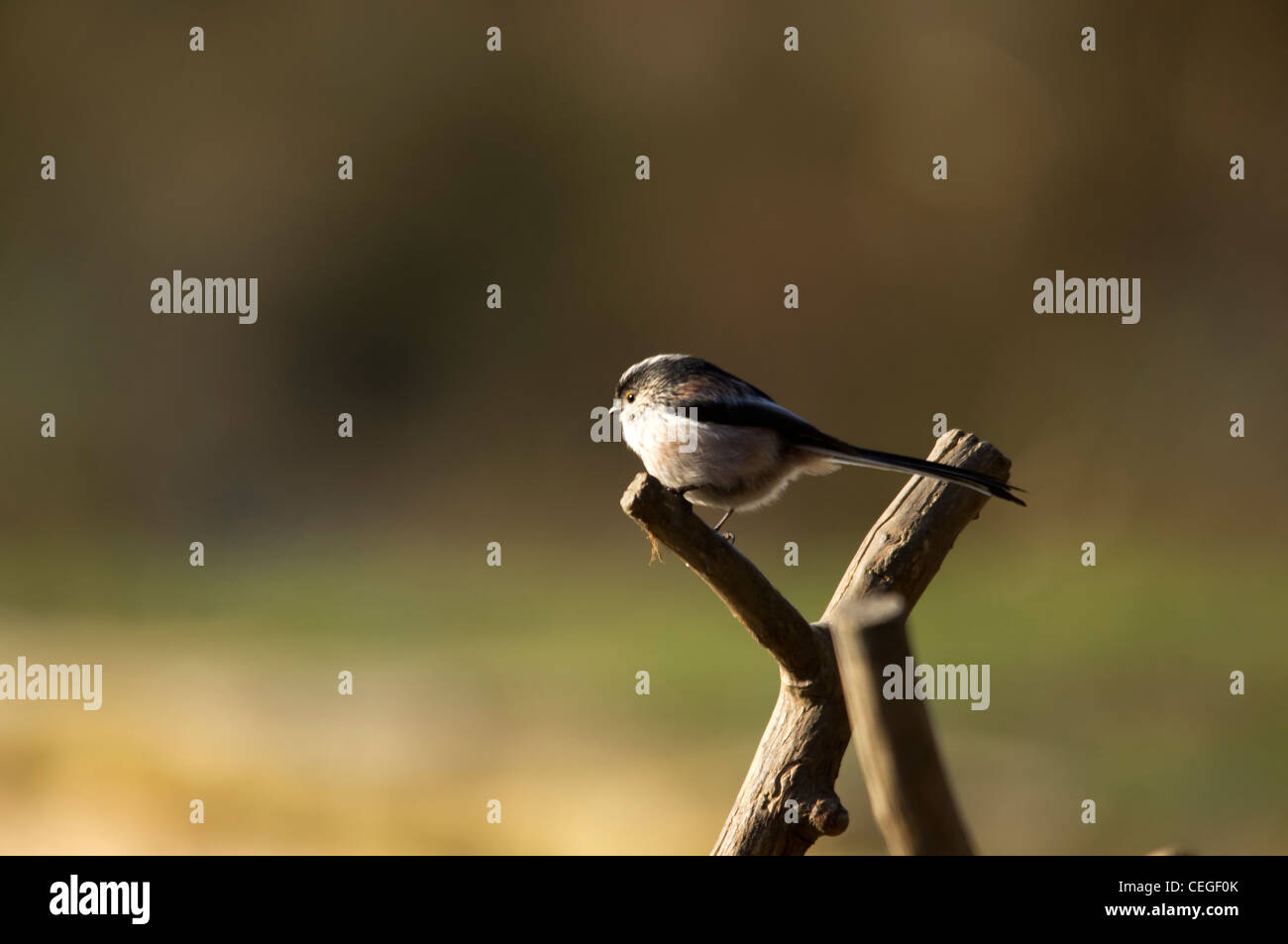 Long tailed tit in natural habitat Stock Photo - Alamy