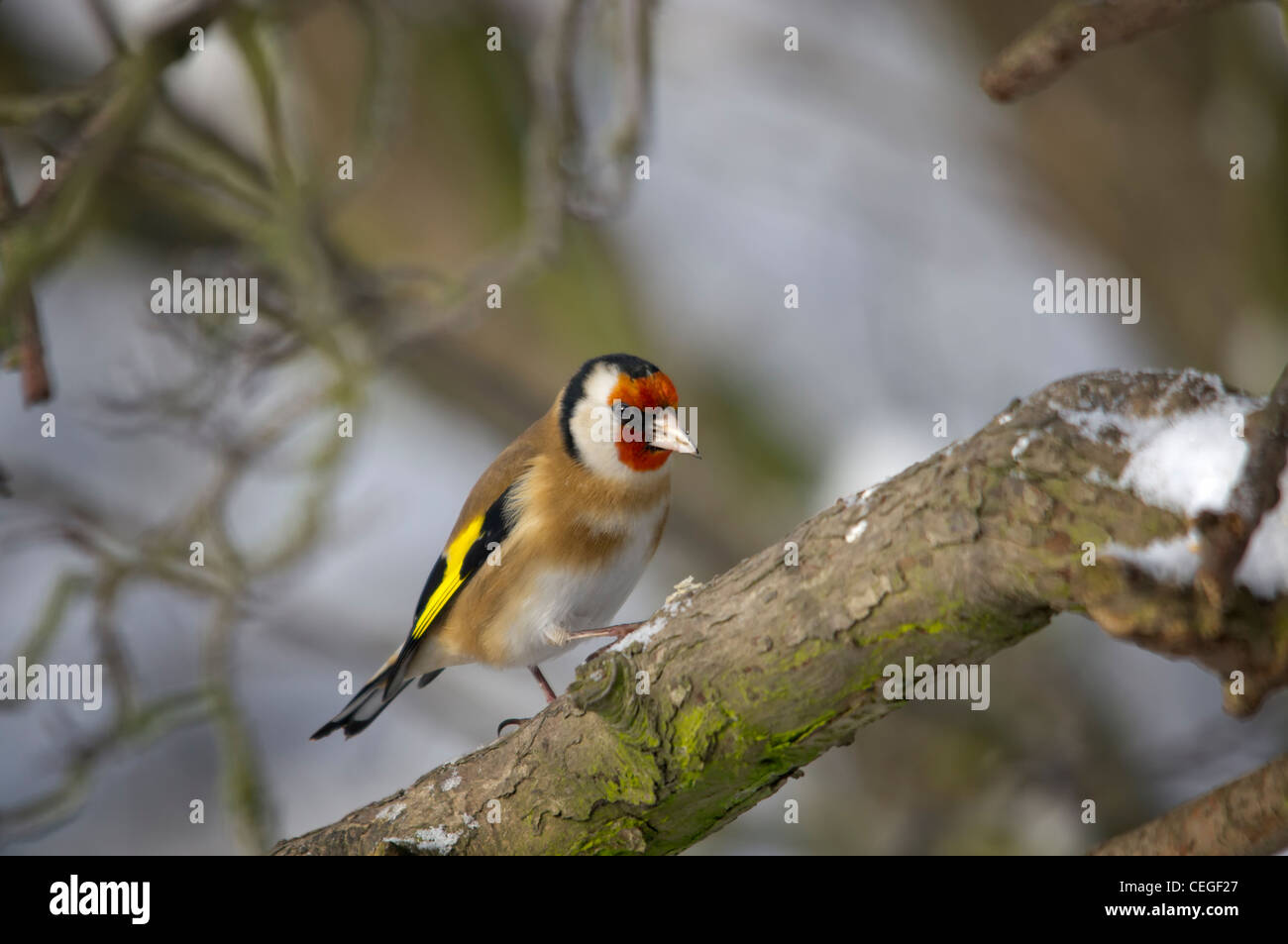 Goldfinch - Bird Stock Photo - Alamy