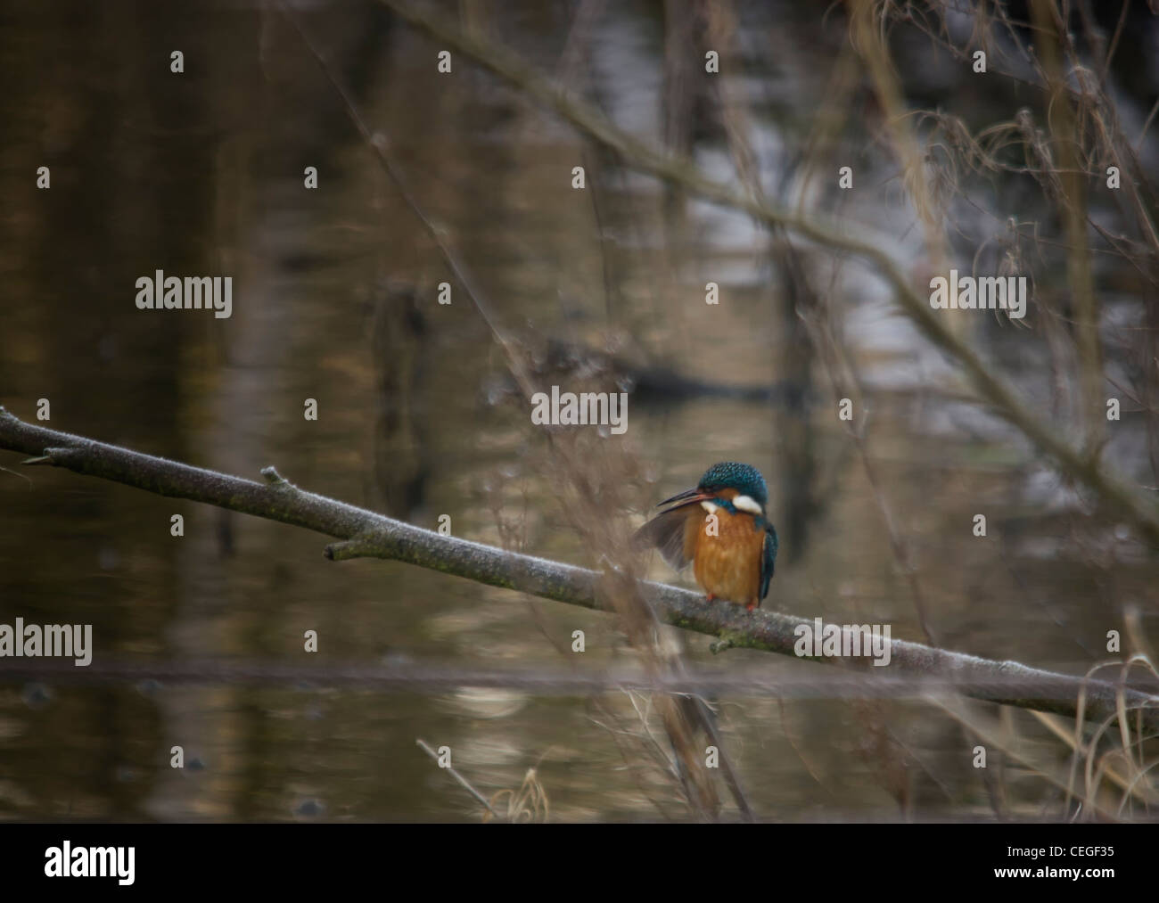 Kingfisher rear view hi-res stock photography and images - Alamy