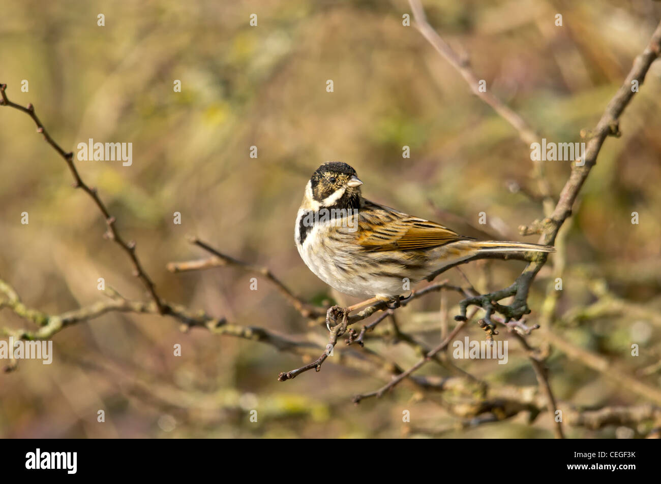 Male, Reed Bunting (Emberiza schoeniclus Stock Photo - Alamy