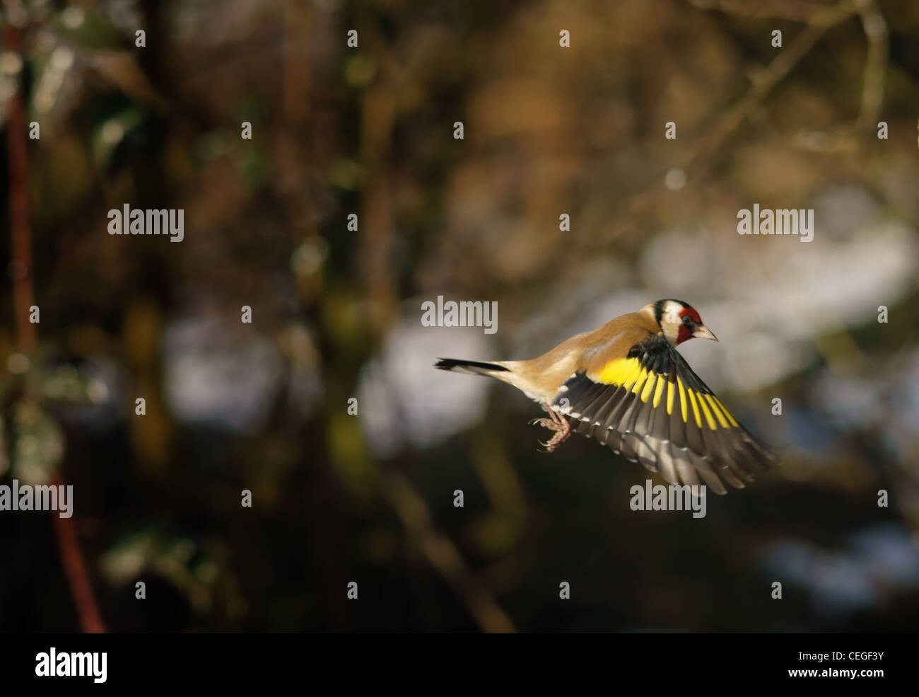 Goldfinch - Bird Stock Photo - Alamy