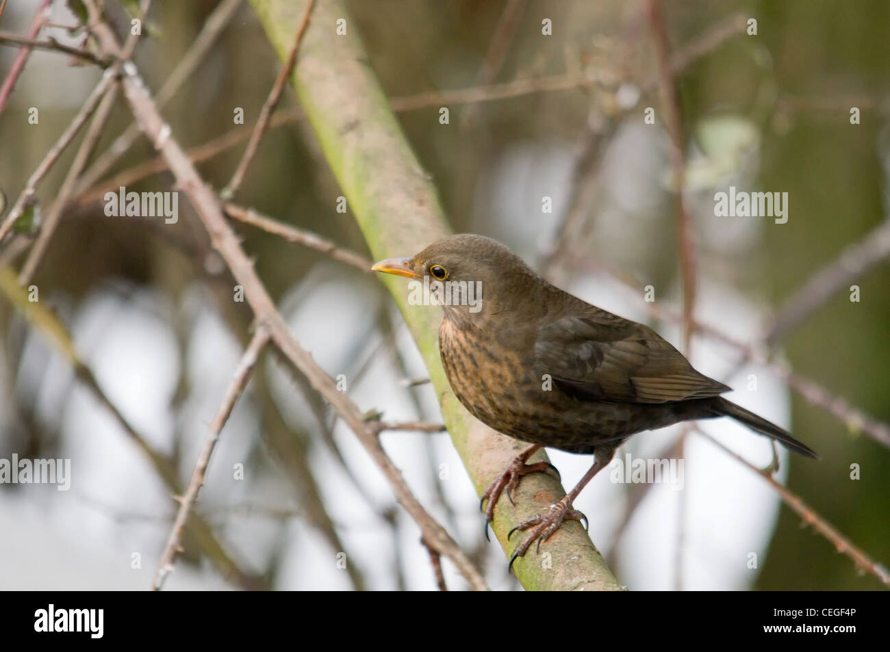 Female blackbird detail hi-res stock photography and images - Alamy