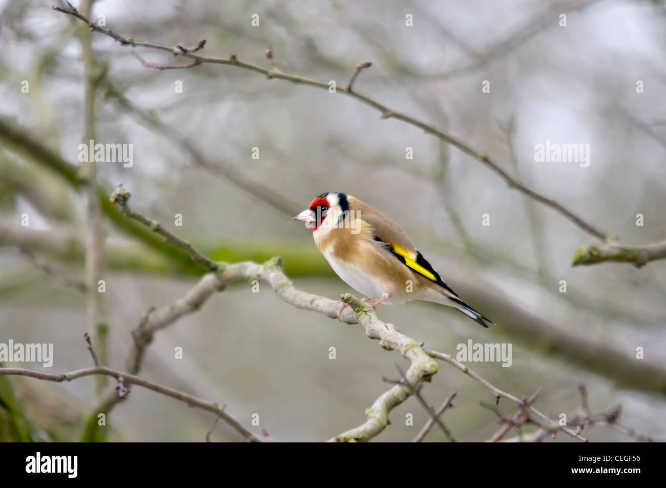 Goldfinch - Bird Stock Photo - Alamy