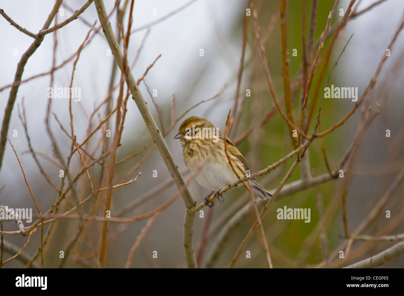 Female Reed Bunting (Emberiza schoeniclus Stock Photo - Alamy